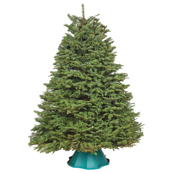 5 ft. to 6 ft. Fresh-Cut Sheared Noble Fir Live Christmas Tree | City Mill